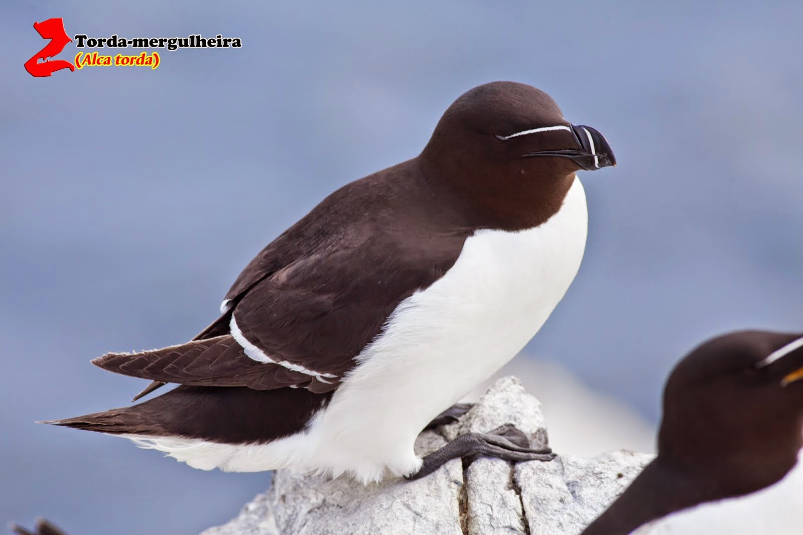 Zoologia: Torda-mergulheira (Alca torda)